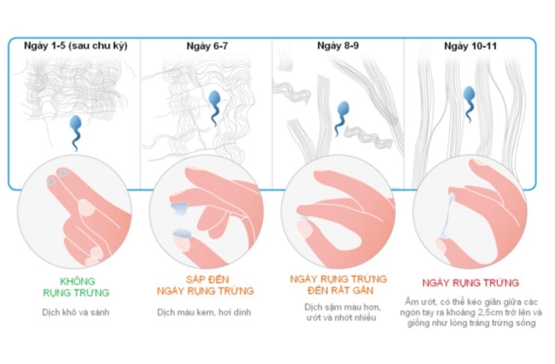 Cách Sử Dụng Que Thử Rụng Trứng Sinh Con Trai Huggies